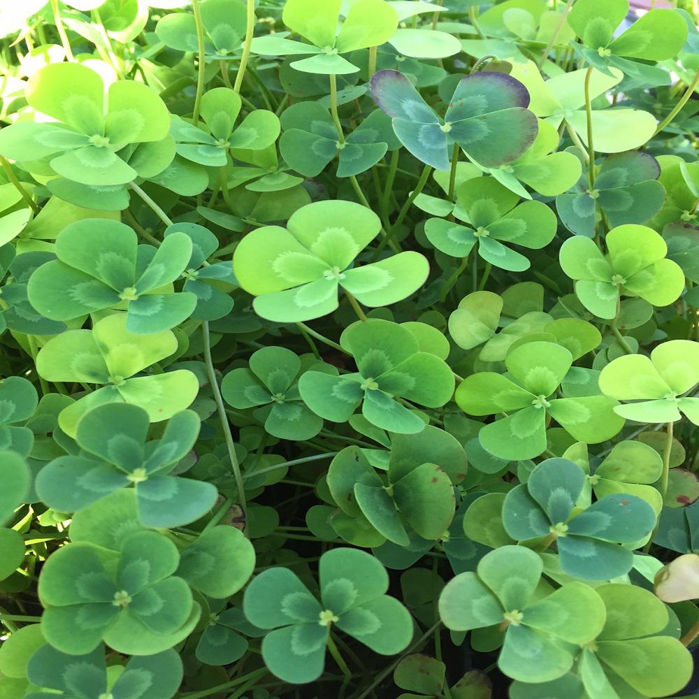 How to Quickly Identify and get rid of Lawn Weeds